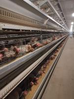 China Layer Chicken Cages With Hot-dip Galvanization And Stacking Increase Feeding Density And Productivity. for sale