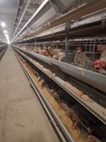 China Layer Chicken Cages With Hot-dip Galvanization And Stacking Increase Feeding Density And Productivity. for sale