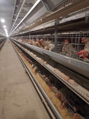 China Stacked Hot-dip Galvanized Chicken Cages For Layers Improve Feeding Density And Boost Productivity. for sale