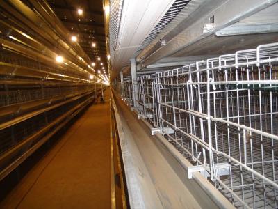 China Efficient Poultry Farming: Hot Galvanized High-Density Egg Layer Chicken Cage for sale