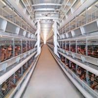 China A Type H Type Battery Layer Chicken Cages Automatic Egg Poultry Farming Equipment System for sale