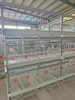 China Automatic Layer Poultry Cage With Feeder And Drinker Poultry Cages For Layer Chickens For 10000 Birds for sale