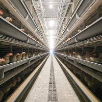 China A Type Battery Layer Chicken Cages H-Type Battery Cage And Automatic Breeding System for sale