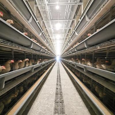 China Automatic Layer Broiler Poultry Chicken Cage 3 Tiers 4 Tiers A Type H Type Battery Cage System for sale