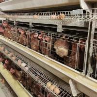 China H Type Battery Cage for Layer Chickens 1800mm x 600mm 3 Tier 144 Birds Poultry Farm Equipment for sale