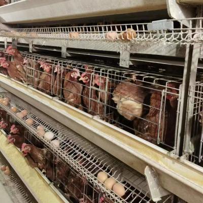China Hot Galvanized Hens Cage Automatic Poultry Farming Equipment Battery Cage for Laying Hens 1950mm Length for sale