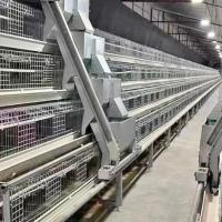 China Hot Galvanized Poultry Farming Equipment Automated Layer Chicken Cage A Type 1950mm for sale