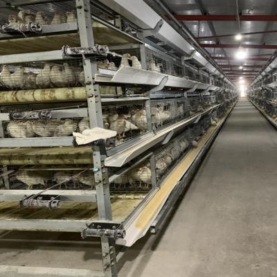 China Hot Galvanized Egg Layer Chicken Cages 1800x600x430mm Automatic Battery Cage Farming with Egg Collection Disinfection for sale