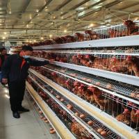 China A-Type Layer Battery Cage System 3 Tier 90 Birds Set Excellent Ventilation Cost Effective Poultry Farm Equipment for sale