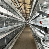 China Automatic H Type Chicken Layer Cage Battery For Chicken Layer Farming System Egg Collection System for sale