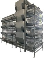 China 10000-30000 Birds H Type Cage Chicken Layer Farming System Automatic Egg Collection System for sale