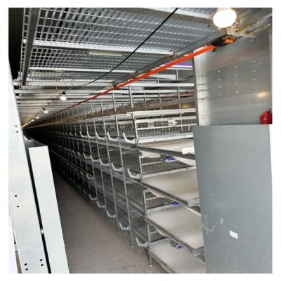 China 10000-30000 Birds H Type Cage Chicken Layer Farming System Automatic Egg Collection System for sale