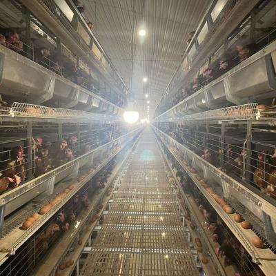 China Layer Chicken Cage The Perfect Solution for Raising Layers in Your Poultry Farm for sale