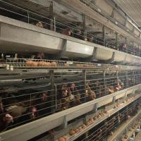 China Standard Layer Chicken Cage for Optimal Space Utilization and Durable Poultry Rearing for sale