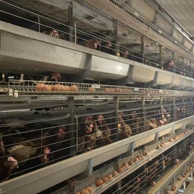 China Standard Layer Chicken Cage for Optimal Space Utilization and Durable Poultry Rearing for sale