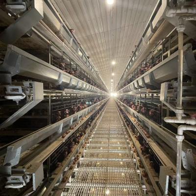 China Layer Chicken Cage Manufacturer Automatic Feeding & Drinking System For Egg Layer Chicken for sale