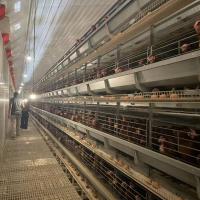China H Type Layer Chicken Cage 1800x600x430mm Hot Dip Galvanized 3-8 Tiers Poultry Equipment for sale