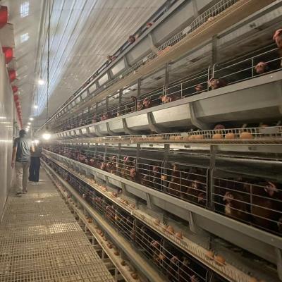 China H Type Layer Chicken Cage 1800x600x430mm Hot Dip Galvanized 3-8 Tiers Poultry Equipment for sale