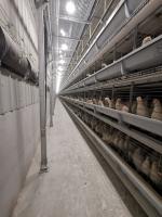 China H Type Layer Chicken Cage 3-8 Tiers for 54-384 Hens Hot Dipped Galvanized Q235 Steel for sale