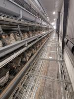 China H Type Layer Chicken Cage 3-8 Tiers for 54-384 Hens Hot Dipped Galvanized Q235 Steel for sale