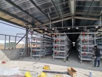 China H Type Layer Chicken Cage 3-8 Tiers for 54-384 Hens Hot Dipped Galvanized Q235 Steel for sale