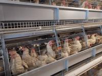 China H Type Layer Chicken Cage 3-8 Tiers for 54-384 Hens Hot Dipped Galvanized Q235 Steel for sale