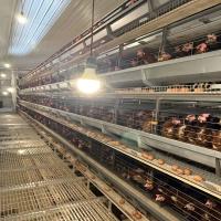 China Fully Automatic Environmental Controlled System Battery Chicken Cages More Than 25 Years Life Span Optimized for Modern Poultry Farming Needs for sale
