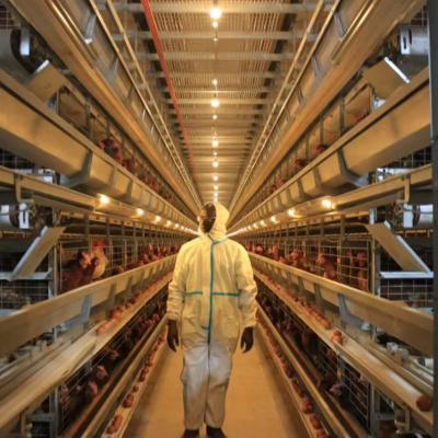 China Hot-Dipped Galvanized Steel Automatic Broiler Cage System 3 or 4 Tiers Poultry Farming Equipment for sale