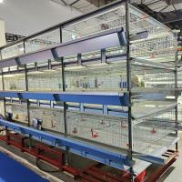China H Type Automatic Layer Chicken Cage 4 Tier 72 Birds Hot Dipped Galvanized Poultry Equipment for sale