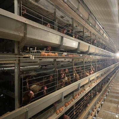 China Battery Chicken Cages Fully Automatic Environmental Controlled System Suitable for Poultry Farming for sale