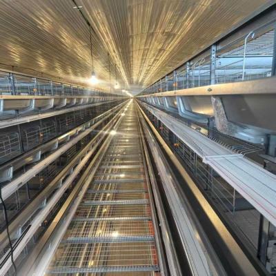 China Hot Galvanized H Type Layer Cage with Automatic Feeding for Large Poultry Farm Projects for sale