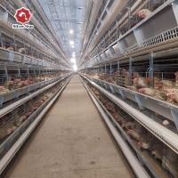 China H-Type Layer Chicken Cage Hot-Dip Galvanized Automatic Feeding Manure Removal System Poultry Farming Equipment for sale