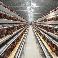 China Layer Chicken Cage System | Boost Your Farm Laying Rate for sale