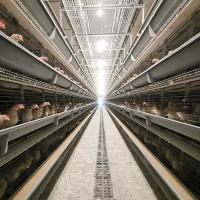 China H Type Layer Chicken Cage 6 Tiers 144 Birds Automatic Feeding Hot Dip Galvanized for Poultry Farm for sale