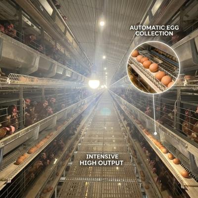 China Customizable 4 Tiers H Type Hot Dip Galvanized Layer Chicken Cage with Ventilated Heavy Duty Structure for sale
