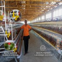 China 5 Tier A Frame Layer Chicken Cage Semi Automatic Egg Collection for Commercial Layer Farm for sale