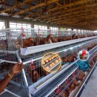 China 5 Tier A Frame Layer Chicken Cage Semi Automatic Egg Collection for Commercial Layer Farm for sale