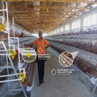 China 5 Tier A Frame Layer Chicken Cage Semi Automatic Egg Collection for Commercial Layer Farm for sale