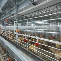 China Q235 Battery Cages Laying Hens Chicken Farming Materials A Type for sale