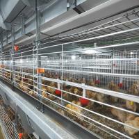 China H-Type 4-Tier Battery Chicks Cage 136 Birds per Set 85×62.5×50 cm Cell Size for sale