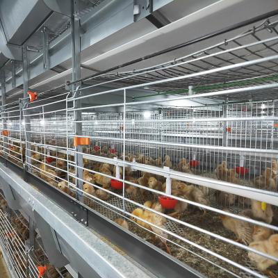 China H-Type 4-Tier Battery Chicks Cage 136 Birds per Set 85×62.5×50 cm Cell Size for sale