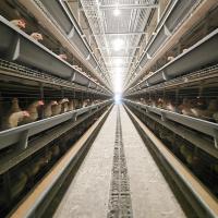 China Wire Mesh 60-384 Egg Chicken Cage , HDG Q235 Layer Farming Cage for sale