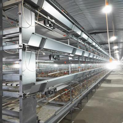 China 380V 50HZ Automatic Broiler Equipment with H-Type Cages up to 208 Birds Capacity and SONCAP Approval for sale