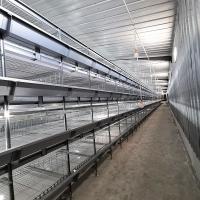 China 380V 50HZ Automatic Broiler Equipment with H-Type Cages up to 208 Birds Capacity and SONCAP Approval for sale
