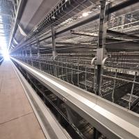 China H-Type 4-Tier Battery Chicken Cage System with Automatic Feeding and 62 Birds/m² Density for Layers and Broilers for sale