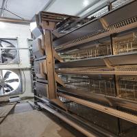 China H Type Chicken Feeder Cage Animal Laying Chicken Cages For Broilers And Chicks for sale