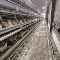 China 30000 Egg Chicken Automatic Battery Cage System - 4-Tier H-Type Galvanized Layer Equipment with 65×62.5×50cm Cells for sale