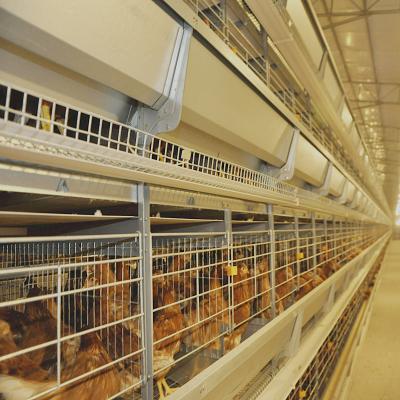 China Automatic H Type Chicken Egg Layer Cage 20000 Birds Poultry Farming Equipment for sale
