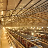 China 50000 Birds H-Type Layer Cage System with 5-Tier Design and 400μm Galvanized Coating for Automated Poultry Farming for sale