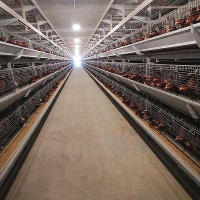 China Hot Dip Galvanized A Type Layer Chicken Cage 195x38x38 cm 3 Tier 90 Birds Capacity for sale